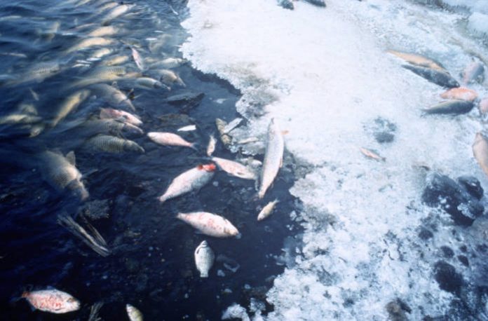 All Of A Sudden, Fish Are Dying By The MILLIONS All Over The Planet