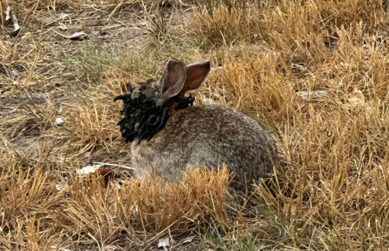 Diseased Rabbits With “Tentacle-Like Growths On Their Faces” Are ...